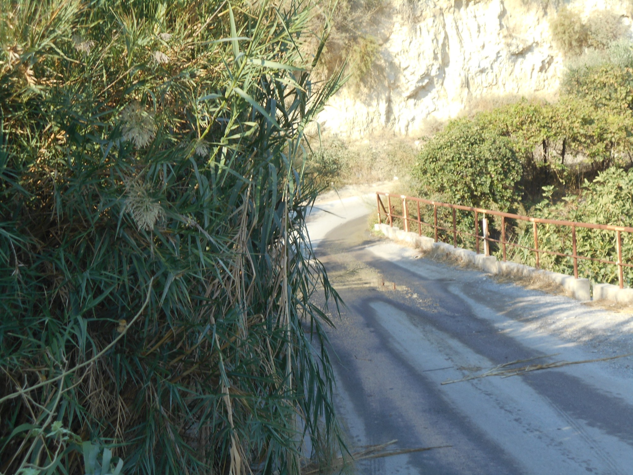 Αγριόχορτα και καλάμια "έκρυψαν" το δρόμο- «Μπαλάκι» οι ευθύνες για τον καθαρισμό του ...